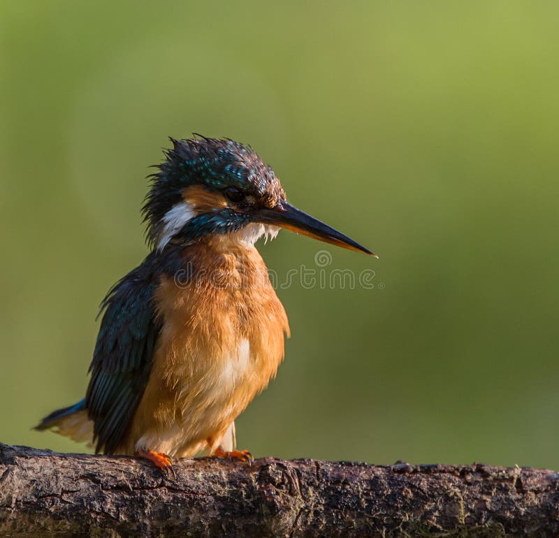 Ijsvogel het Uitdrogen stock foto. Image of drogen, vogel - 37874586