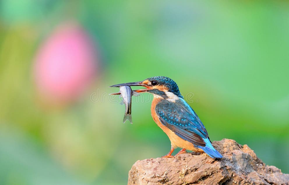 Ijsvogels stock foto. Image of dieren, hout, foerageren - 35445664