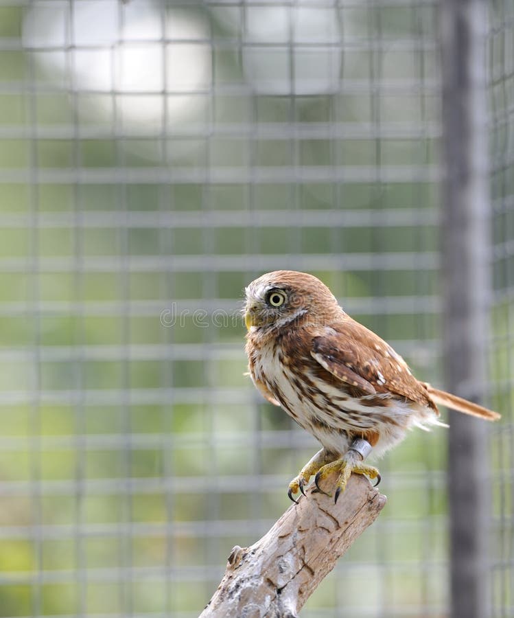 Ijzerhoudende pygmy uil stock afbeelding. Image of vogel - 20675499