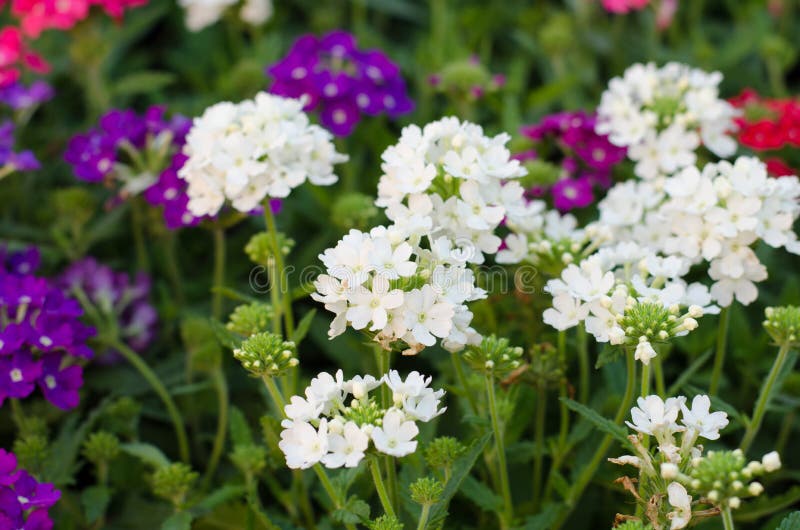Ijzerkruid stock afbeelding. Image of decor, botanisch - 64953249