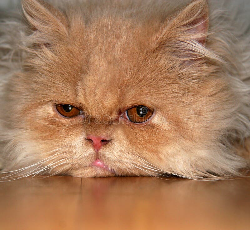 Boze Perzische kat stock afbeelding. Image of katten, perzisch - 5257381