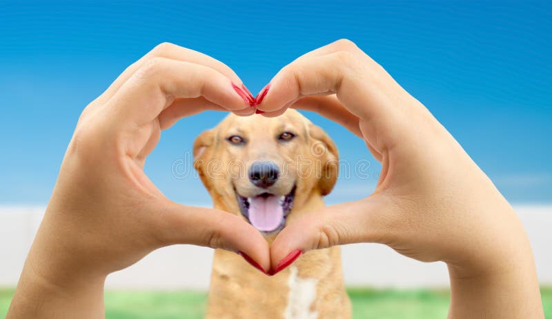 Ik houd van mijn hond stock afbeelding. Afbeelding bestaande uit hond ...