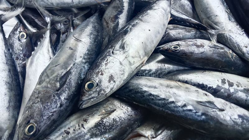 Cakalang Stock Photos - Free & Royalty-Free Stock Photos from Dreamstime