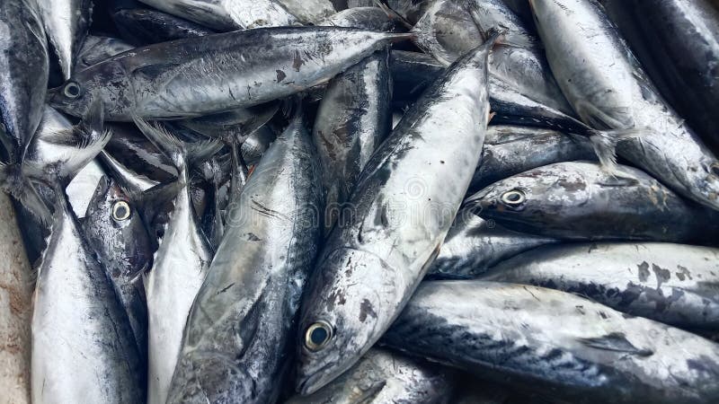 Cakalang Stock Photos - Free & Royalty-Free Stock Photos from Dreamstime