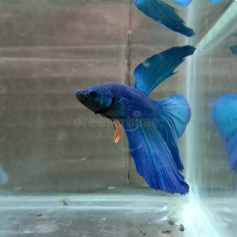 Ikan Cupang Biru Jantan Blue Betta Fish Stock Image - Image of betta ...