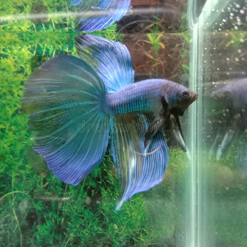 Ikan Cupang Biru Jantan Blue Betta Fish Stock Image - Image of jantan ...