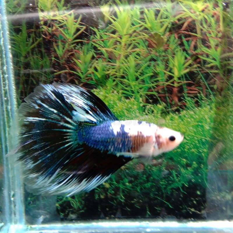 Ikan Cupang Merah Biru Jantan Red Blue Betta Fish Stock Image - Image ...