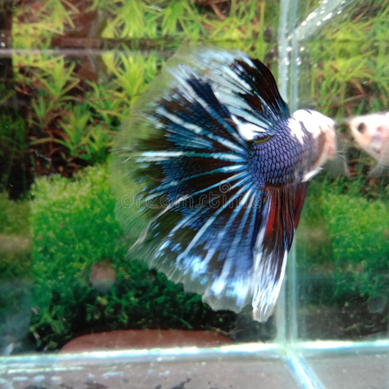 Ikan Cupang Merah Biru Jantan Red Blue Betta Fish Stock Photo - Image ...