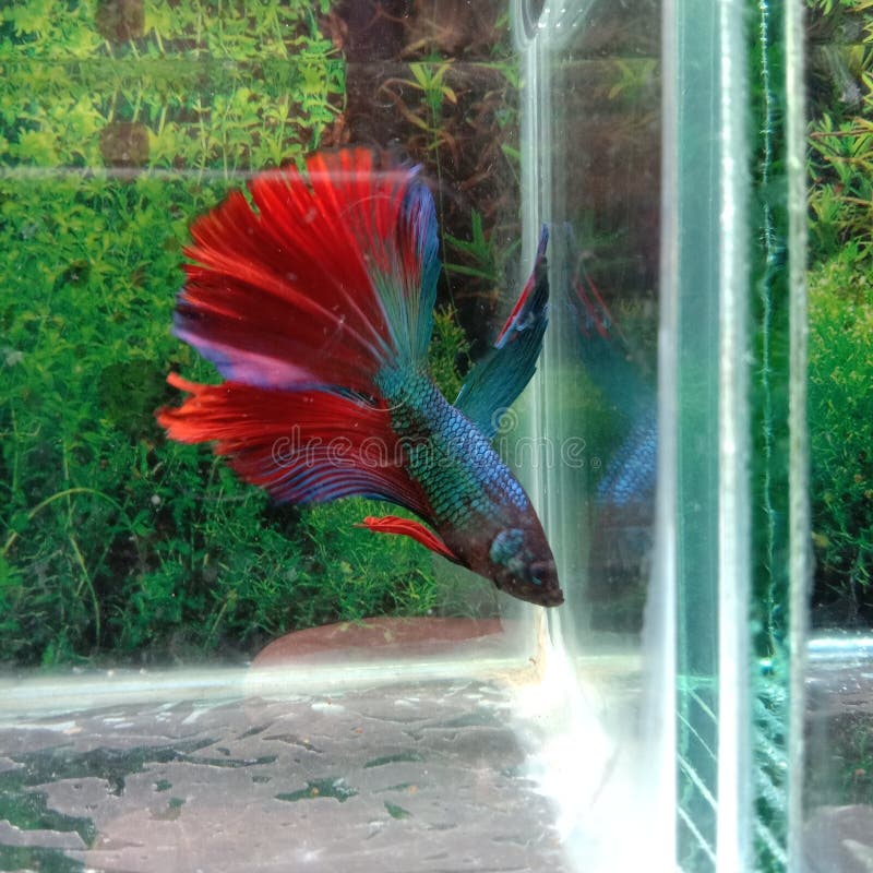 Ikan Cupang Merah Biru Jantan Red Blue Betta Fish Stock Image - Image ...