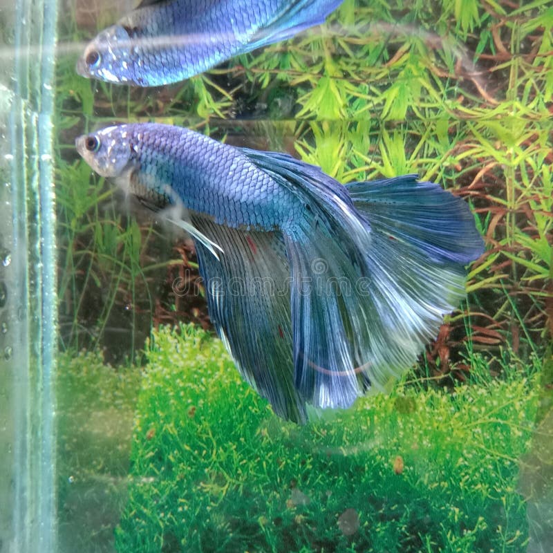 Ikan Cupang Merah Biru Jantan Red Blue Betta Fish Stock Photo - Image ...