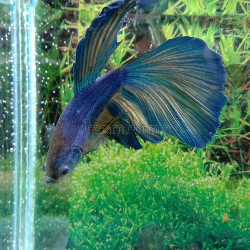 Ikan Cupang Multicolors Betta Fish Stock Photo - Image of betta, fish ...
