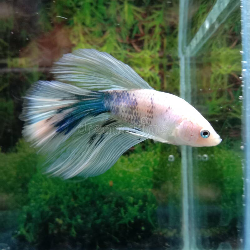Ikan Cupang Putih Biru Jantan White Blue Betta Fish Stock Image - Image ...