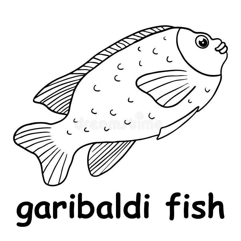 Garibaldi Fish Drawing