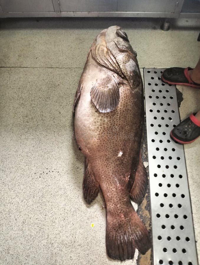 Kerapu Besar Stock Photos - Free & Royalty-Free Stock Photos from ...