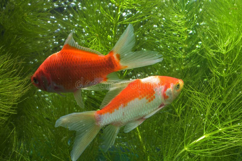 Ikan Koi Atau Secara Spesifiknya Koi Berasal Dari Bahasa Jepang Yang ... Ikan Koi Atau Secara Spesifiknya Koi Berasal Dari Bahasa Jepang Yang ...