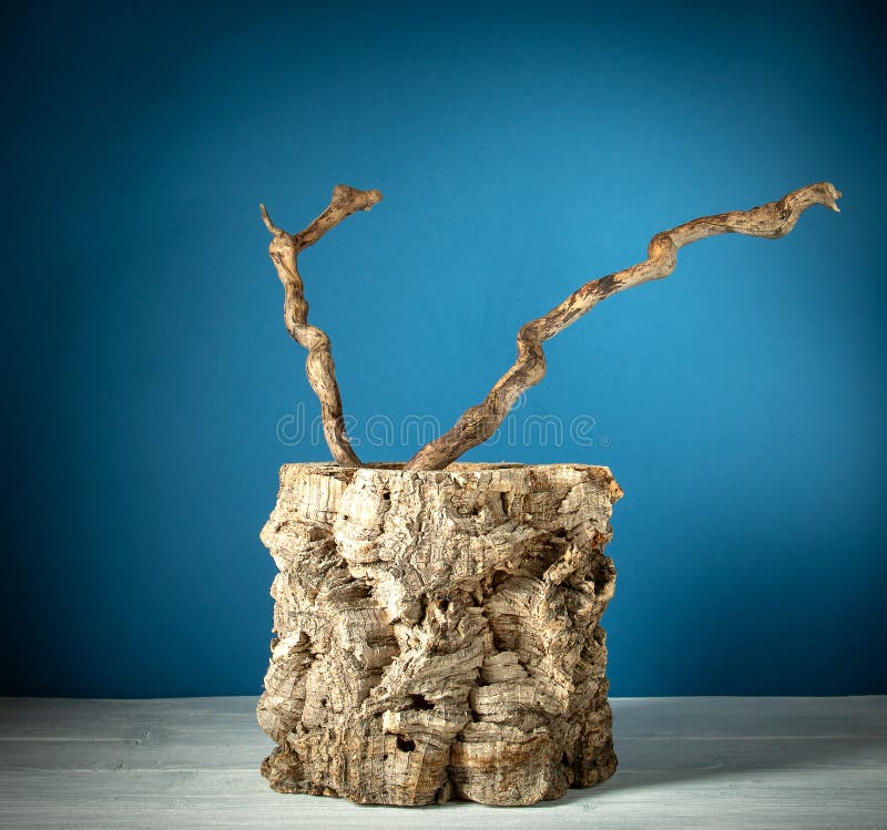 Ikebana-two Curved Branches in a Cork Cortex on a Blue Background Stock ...