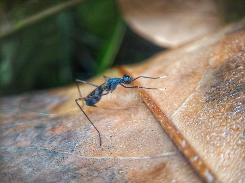 Ikneumon wasp insect stock photo. Image of ichneumon - 263315914
