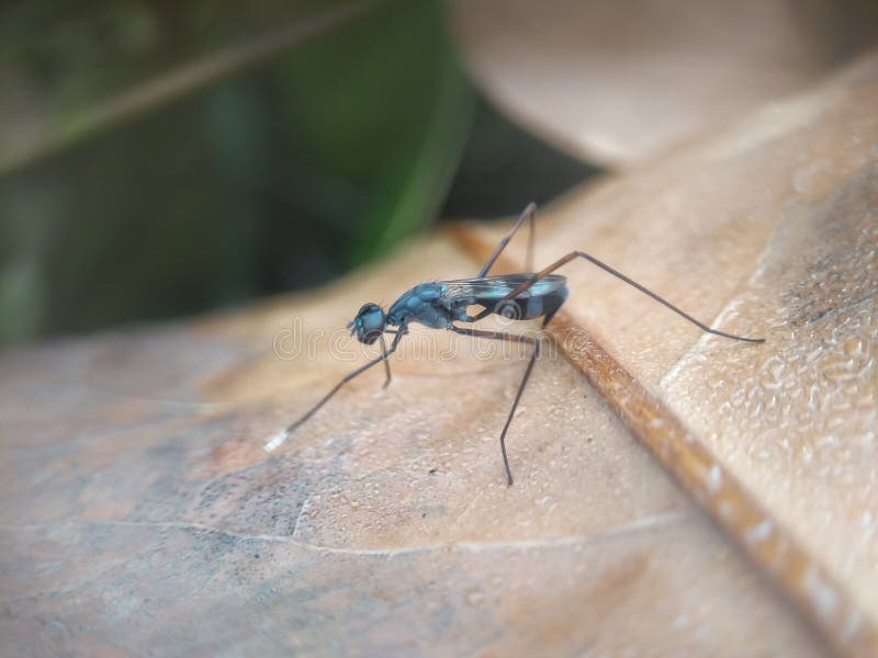 Ikneumon wasp insect stock photo. Image of dutch, insect - 263315904