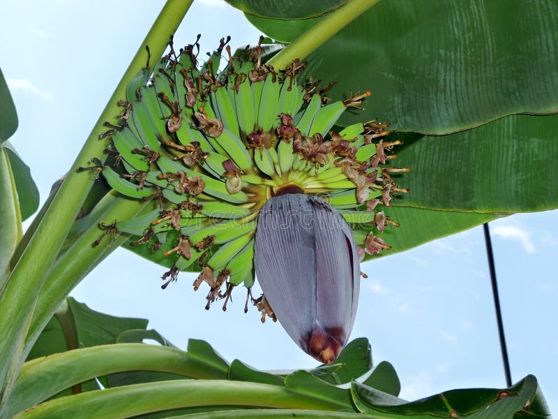 Il Banano Con Un Fiore Ed I Frutti Fotografia Stock - Immagine di ...