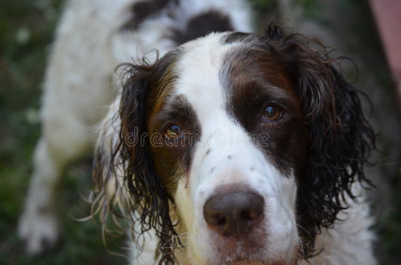 Il Bello Cane Dello Spaniel Di Springer Con Grande Bello Marrone ...
