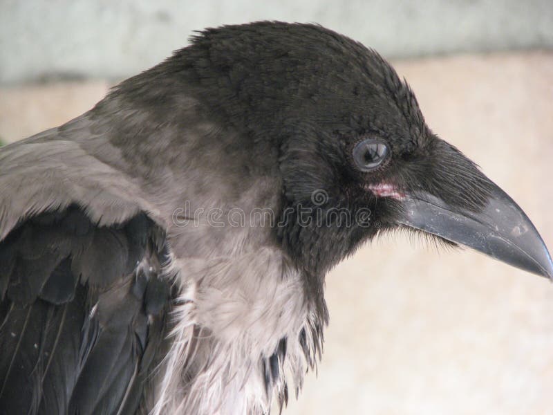 Il Bello Corvo Grigio Ha Aperto Il Becco Immagine Stock - Immagine di ...