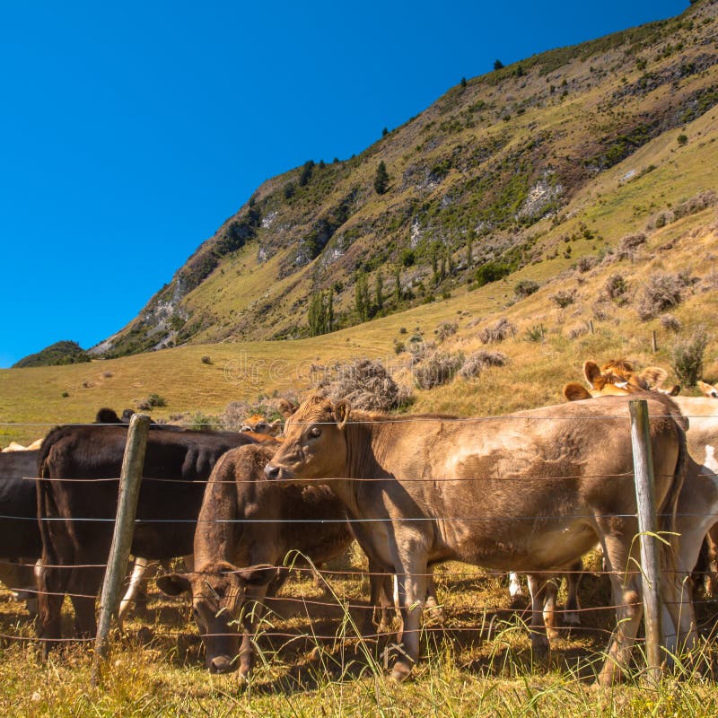 Bestiame Dietro La Recinzione in Campagna Immagine Stock - Immagine di ...