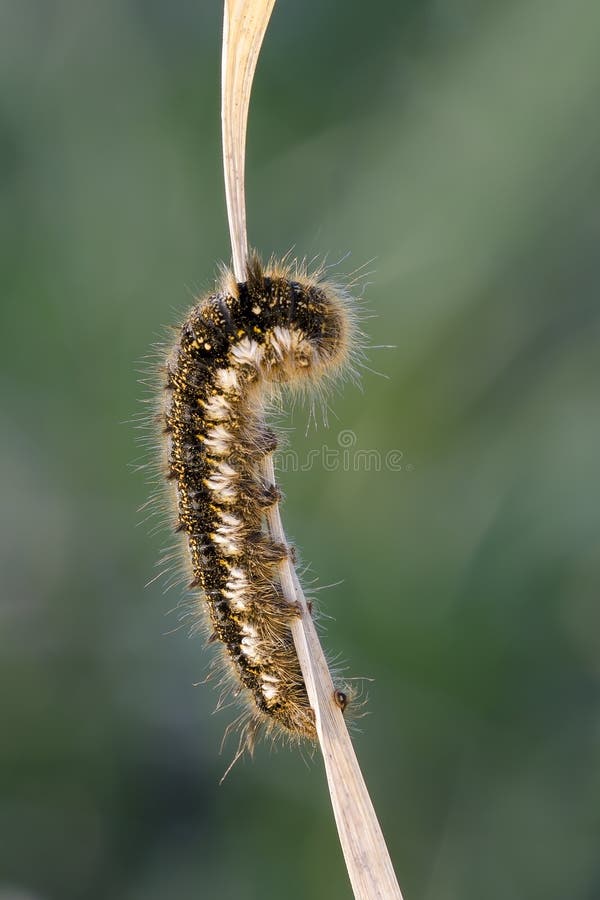 Il bevitore fotografia stock. Immagine di macro, capelli - 40240918