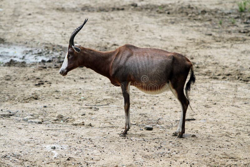 Il blesbok fotografia stock. Immagine di antilope, africa - 41170788