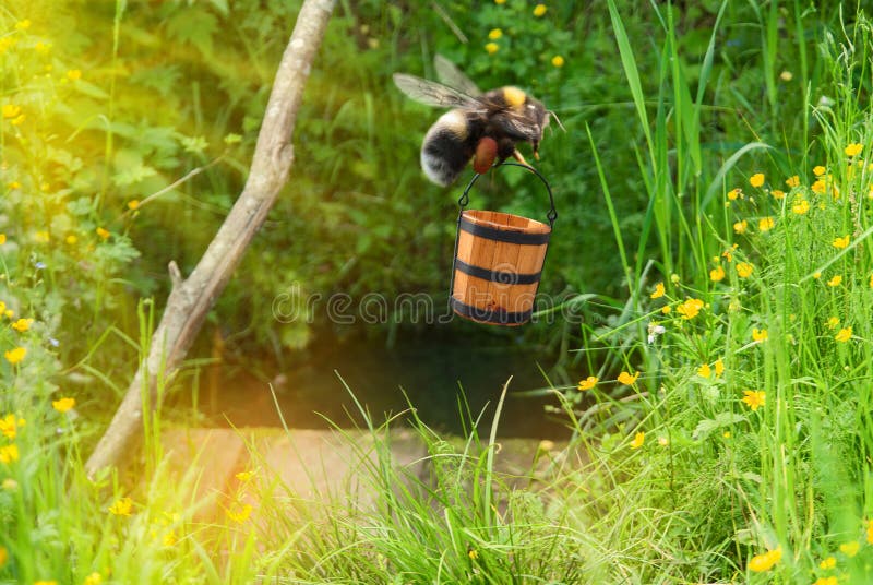 Il bombo vola con nettare fotografia stock. Immagine di lanuginoso ...