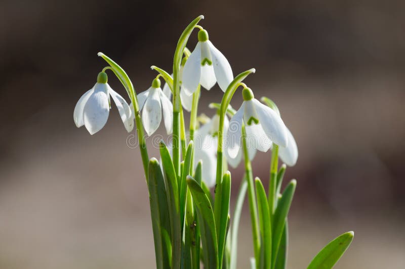 Bucaneve Con Il Fiore Su Luce Solare, Rinascita Del Fiore Della Molla ...