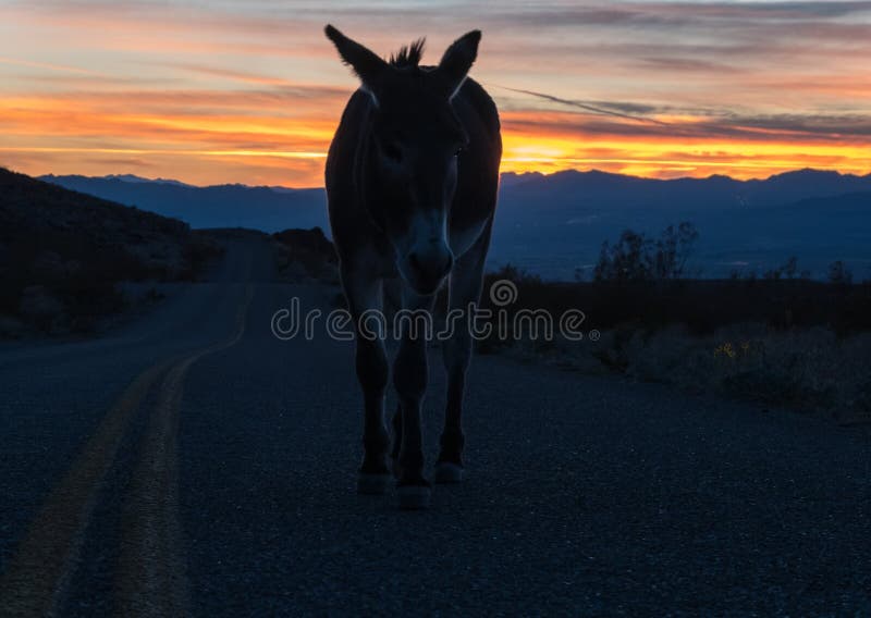 Il Burro Selvaggio Vaga Lungo Route 66 in Arizona Immagine Stock ...