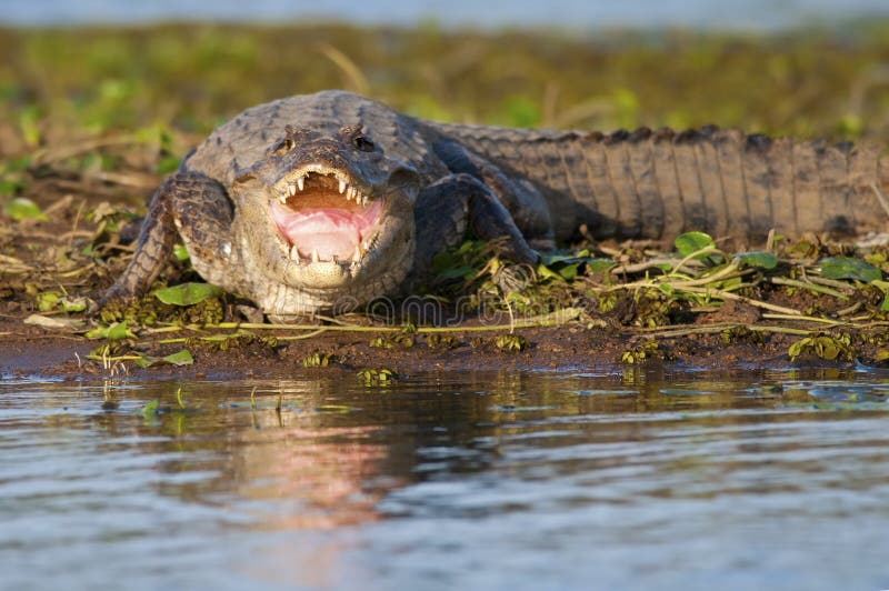 Il Caimano Che Aspetta Sull'orlo Del Fiume La Sua Preda Fotografia ...