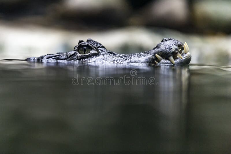 Il Caimano Dagli Occhiali Sullo Stagno Immagine Stock - Immagine di ...