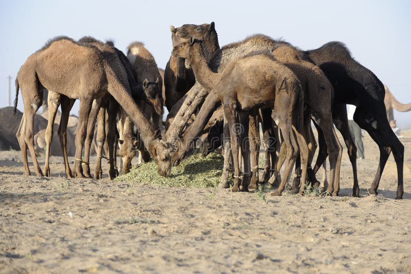 Il Cammello Mangia Il Foglio Fotografia Stock - Immagine di saharan ...