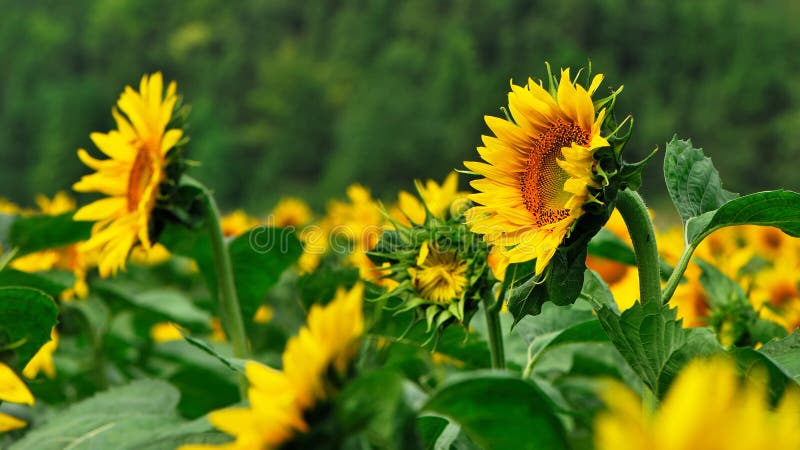 Il campo del fiore di Sun fotografia stock. Immagine di sole - 29206372