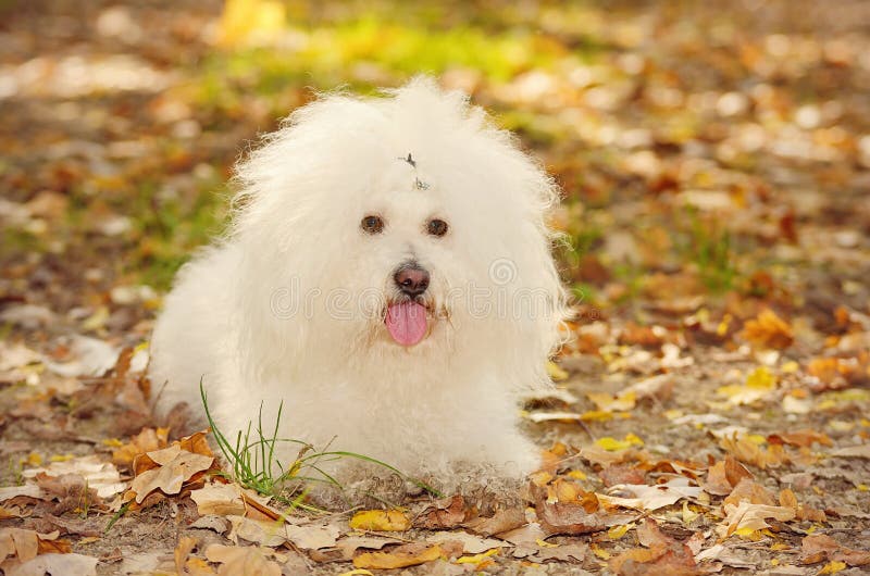 Il Cane Bolognese Di Bichon Si Rilassa in Parco Immagine Stock ...