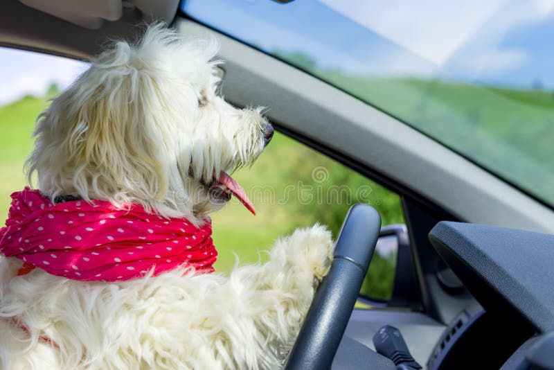 Cane Che Guida Un Volante in Un'auto Fotografia Stock - Immagine di ...