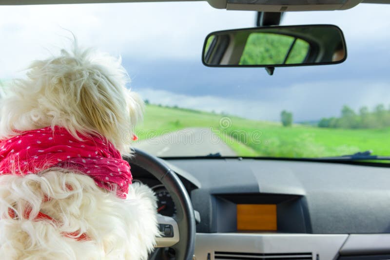 Cane Che Guida Un Volante in Un'auto Fotografia Stock - Immagine di ...