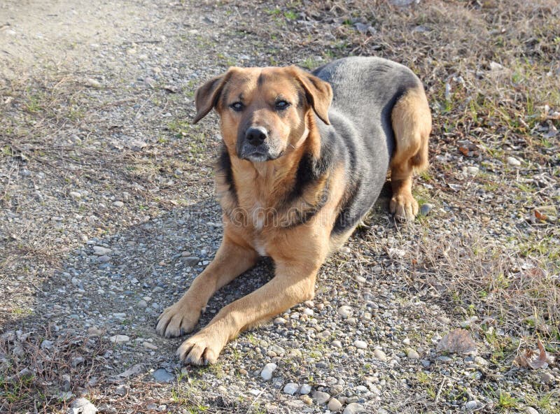 Il Cane Della Razza Mista Sconosciuta Immagine Stock - Immagine di ...