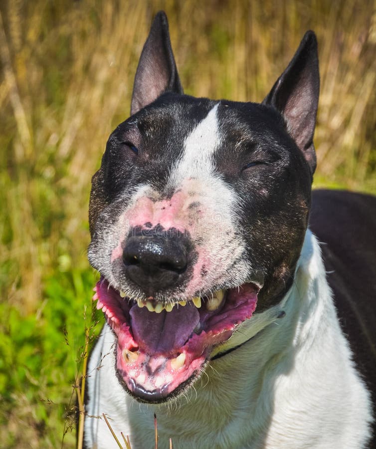 Il Cane Di Bull Terrier Sta Sorridendo Fotografia Stock - Immagine di ...
