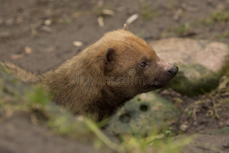 Venaticus Di Speothos Dello Speoto Immagine Stock - Immagine di brazil ...