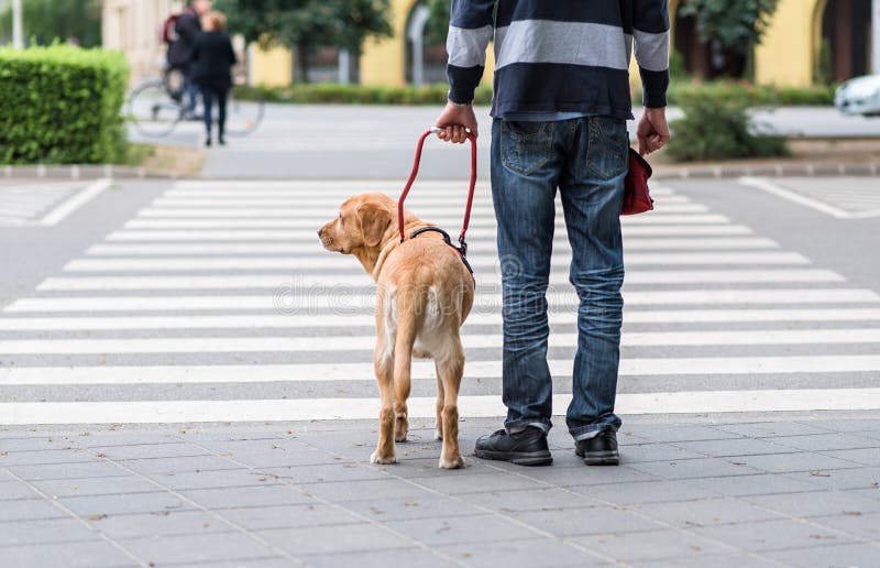 Cane Guida Che Conduce Un Uomo Cieco Sul Marciapiede Immagine Stock ...