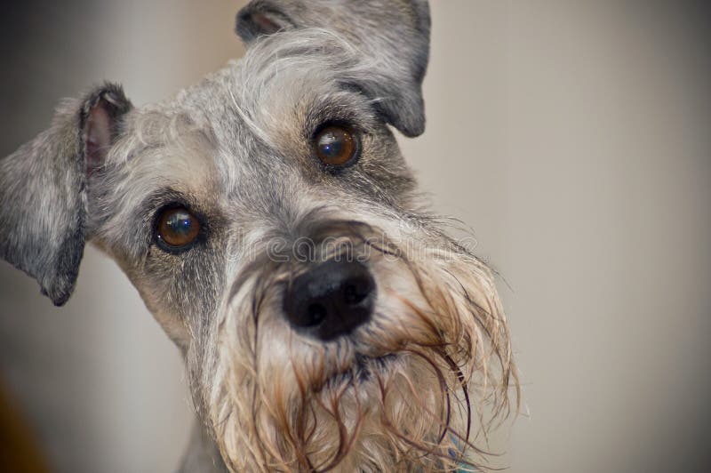 Il Cane Marrone Eyes Lo Schnauzer Miniatura Fotografia Stock - Immagine ...