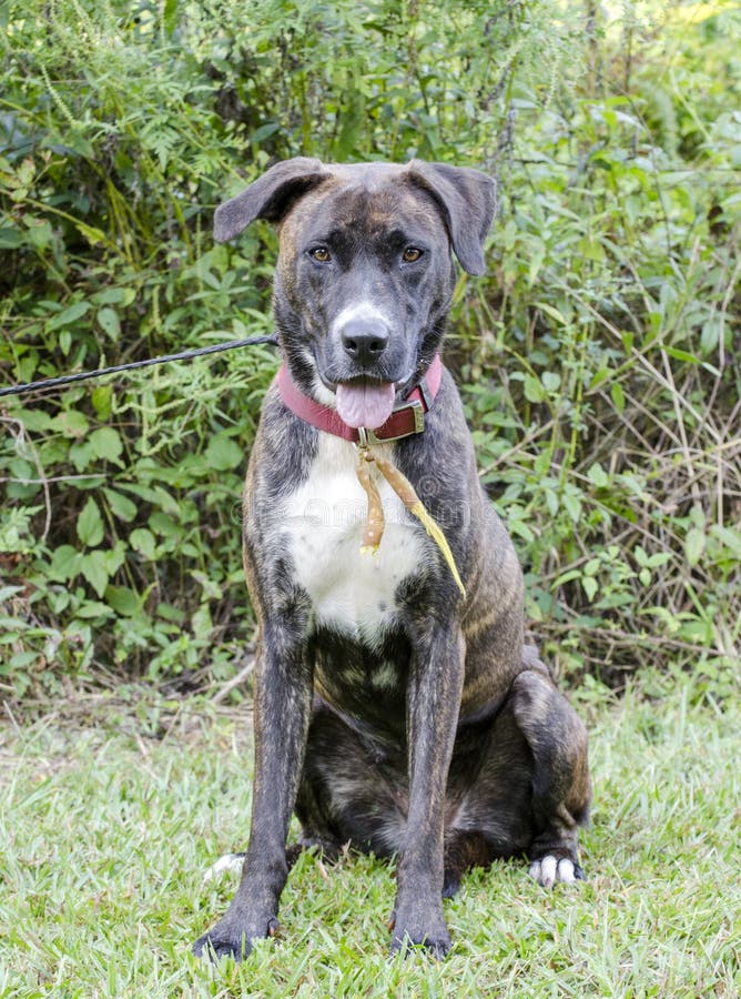 Il Cane Misto Della Razza Del Mastino Striato Si Siede Fotografia Stock ...