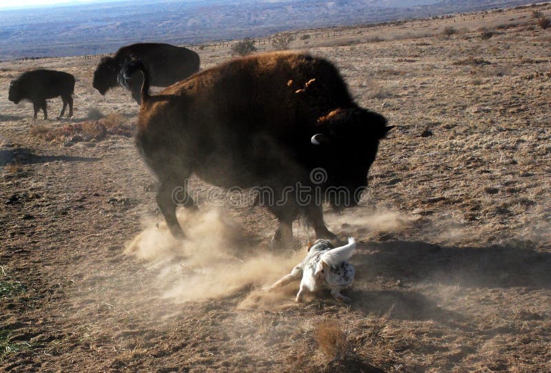 Il Cane Squadra Con Il Bisonte Della Buffalo Immagine Stock - Immagine ...