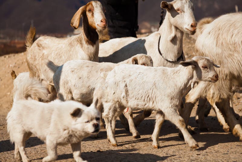 Gregge Proteggente Del Cane Di Pecore Immagine Stock - Immagine di ...