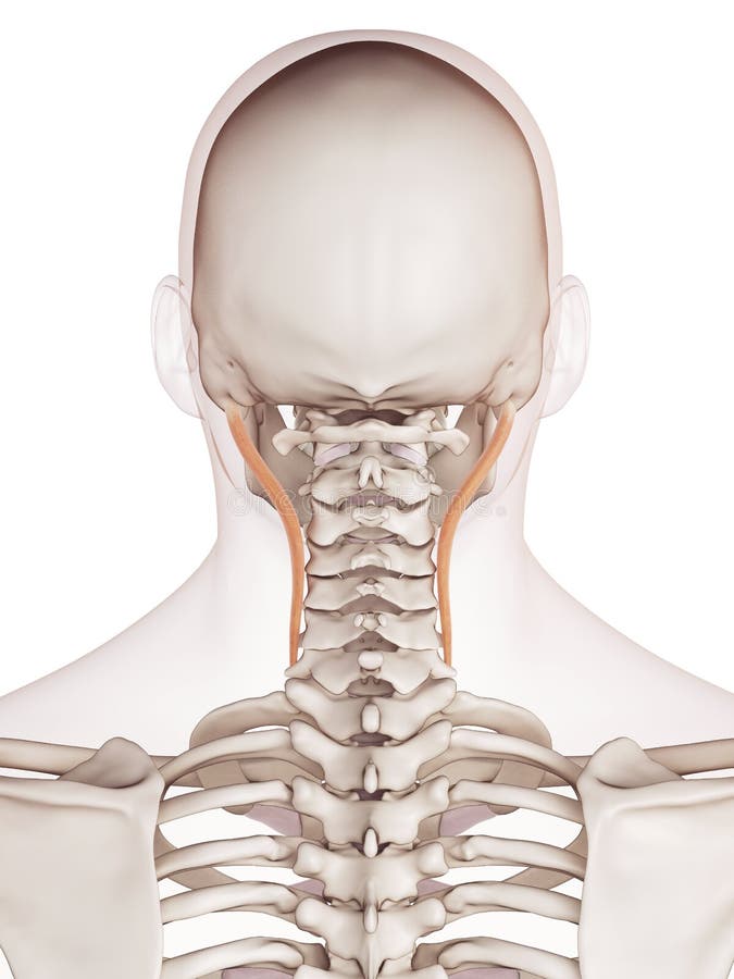 Il capitis longissimus illustrazione di stock. Illustrazione di ...