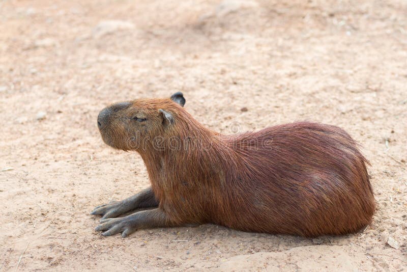 Il Capybara è Il Più Grande Roditore Vivente Immagine Stock - Immagine ...