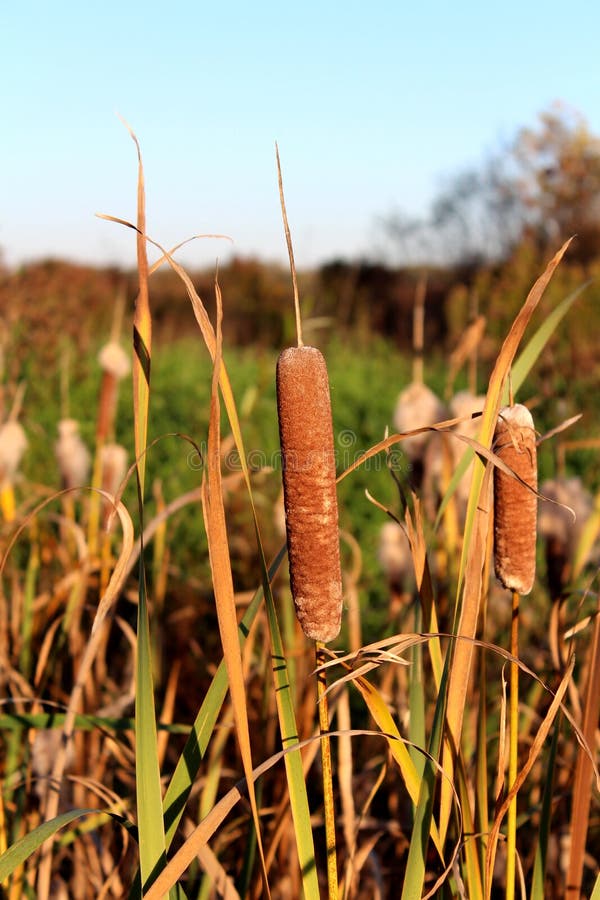 Foglie Di Un Giunco Su Un Grande, Stagno Calmo E Pacifico Della ...