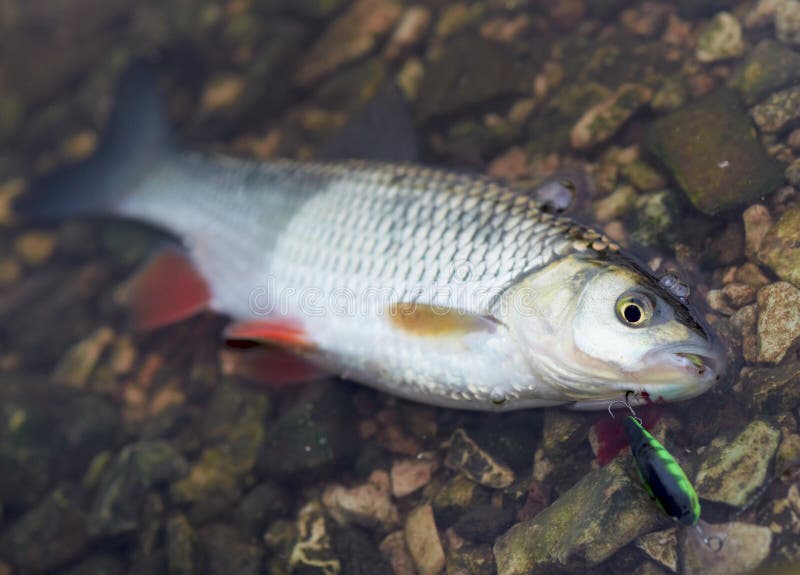 Il Cavedano Ha Attaccato Ad Un Hardbait Immagine Stock - Immagine di ...